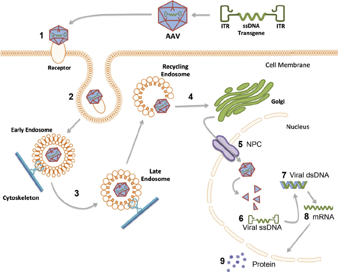 重组腺相关病毒AAV-和元上海