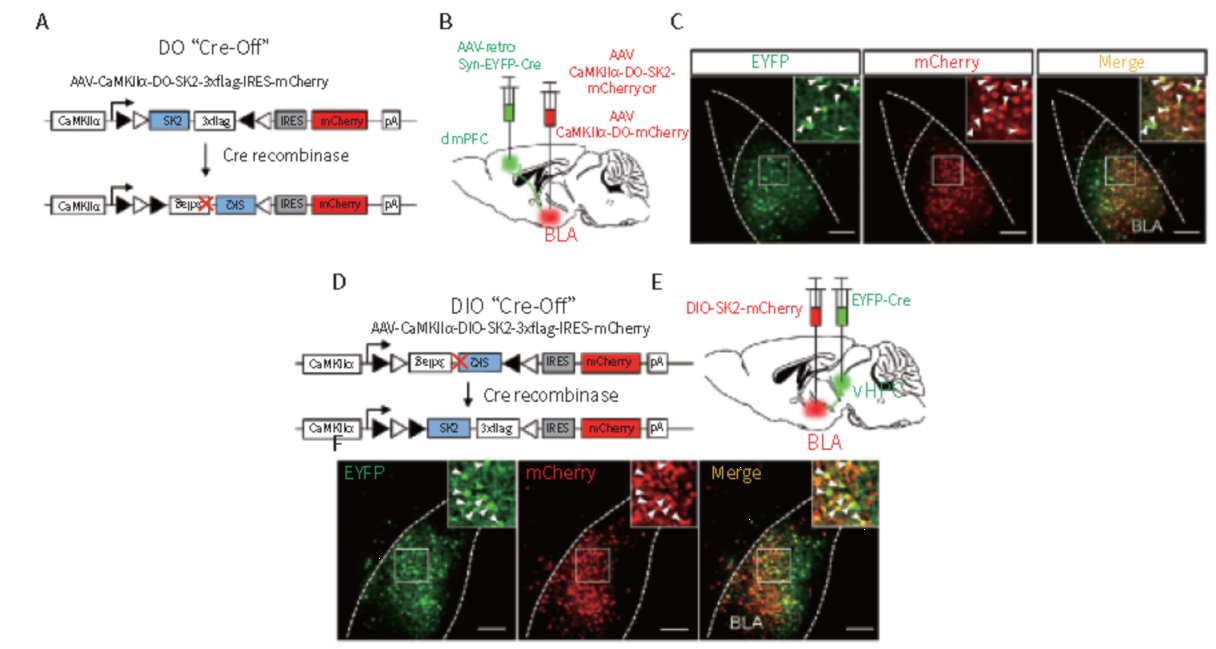 重组腺相关病毒AAV-和元上海
