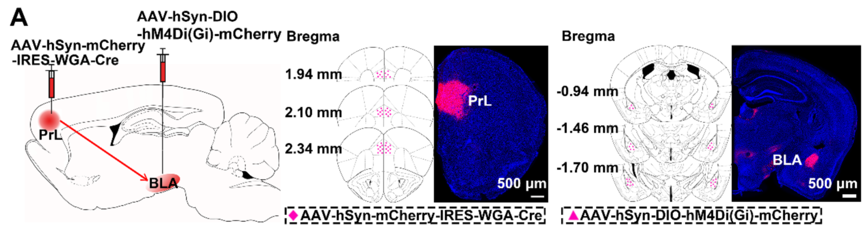 重组腺相关病毒AAV-和元上海