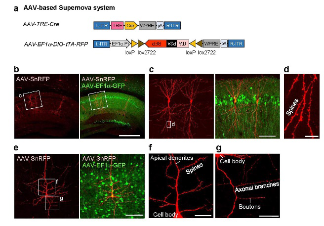 重组腺相关病毒AAV-和元上海